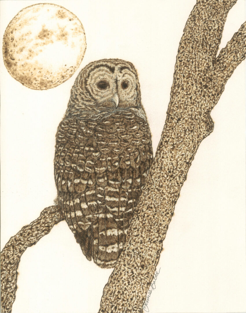 James Bolte – Mid-Missouri Fine Arts Society